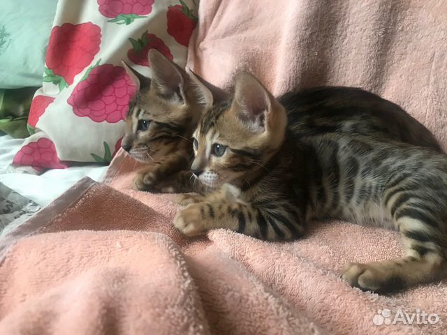 Бенгалики от 22.11.2019