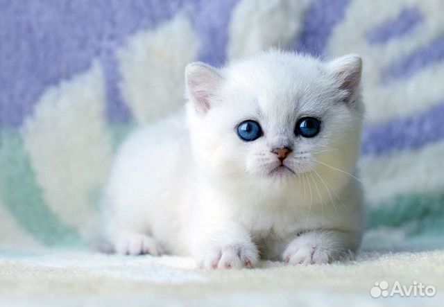 Котенок британский шиншилла голубоглазый