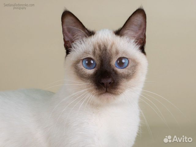 Тайские породистая кошка