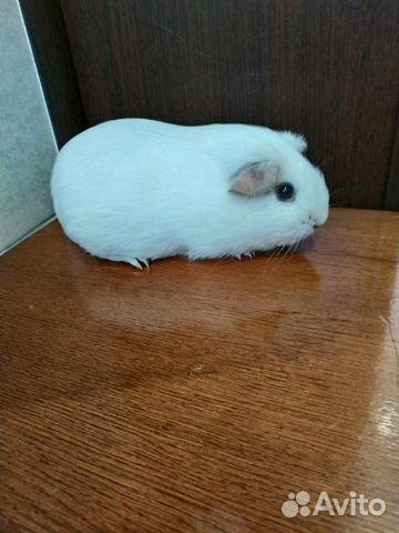 Морские свинки