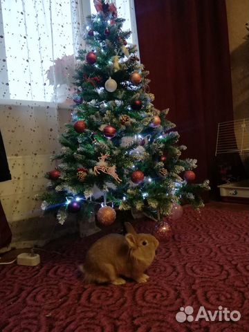 Отдам кролика в добрые руки