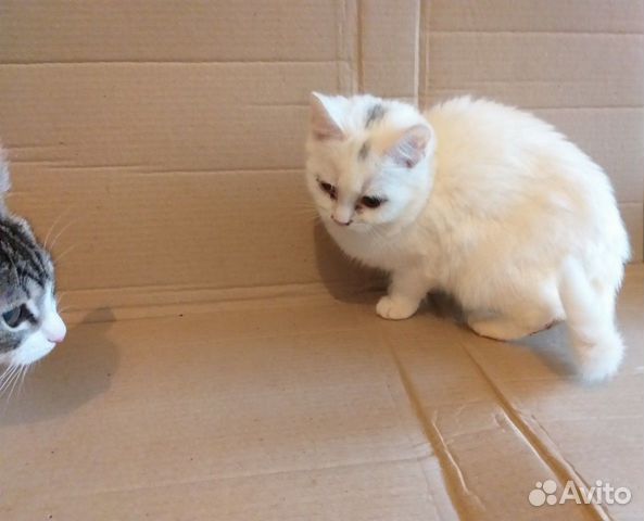 Беленький котик