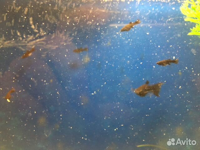 Рыба Моллинезия