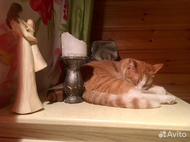 Славная кошечка Ириска