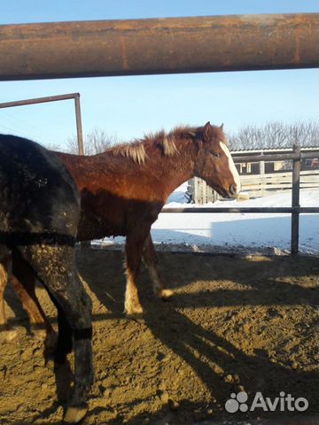 Лошадь продам
