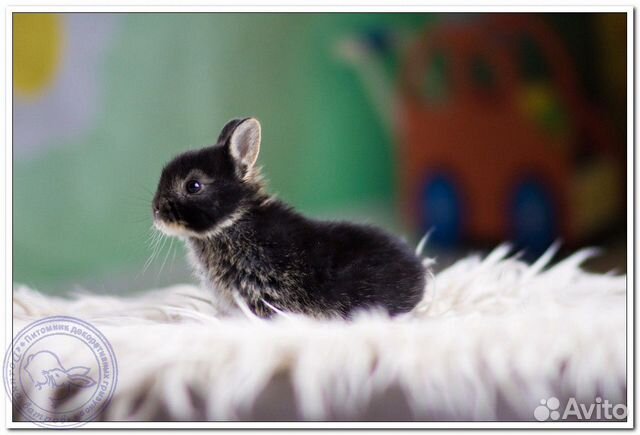 Миниатюрный малыш минор