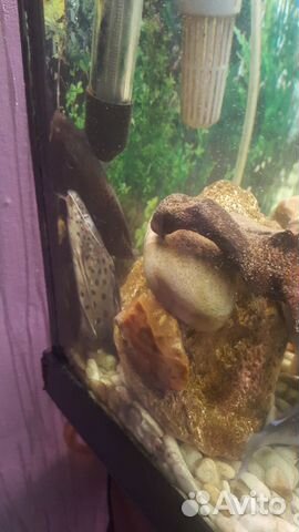 Отдам сомов 15см