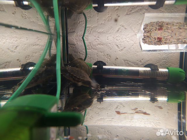 Аквариум с черепахами