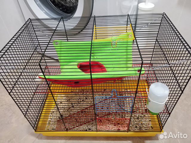 Крыса, девочка, 5-6 мес, вместе с клеткой