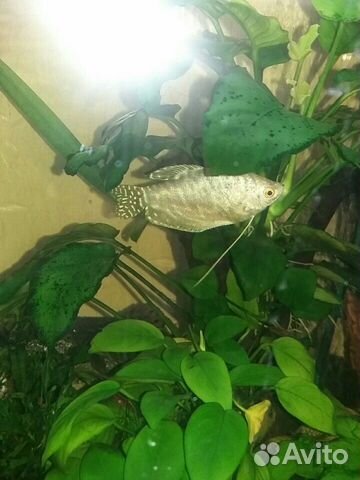 Гурами белоснежный