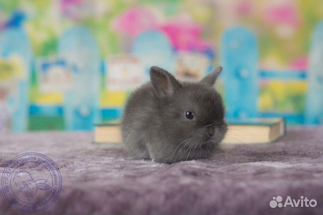 Инди - карликовый крольчонок