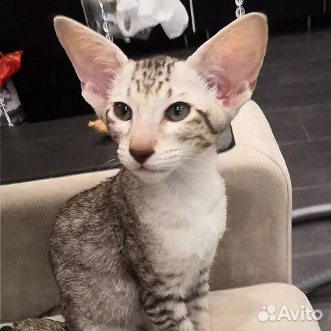 Ориентальный котик Улисс
