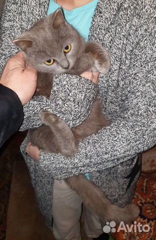 Найден Британский котёнок 4 мес