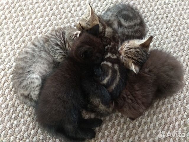 Британские котята