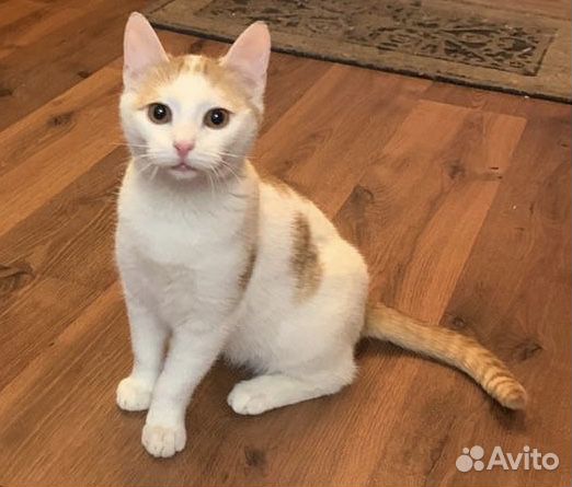 Марсель котёнок мальчик 5 месяцев