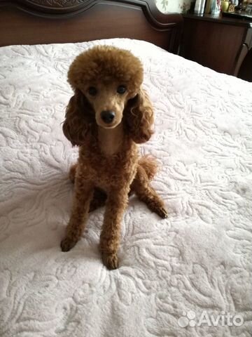 Вязка, спаривание