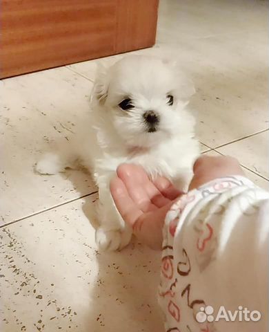 Красавец мальтезе РКФ