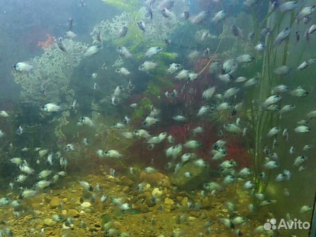 Мальки неонавые нанакары