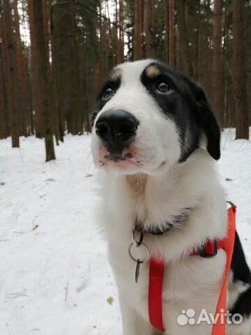 Щенок Ричард ищет дом