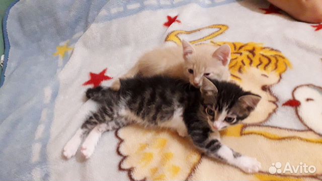 Котята богатки