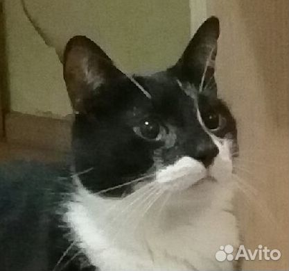 Крупный молодой кот с чудным характером