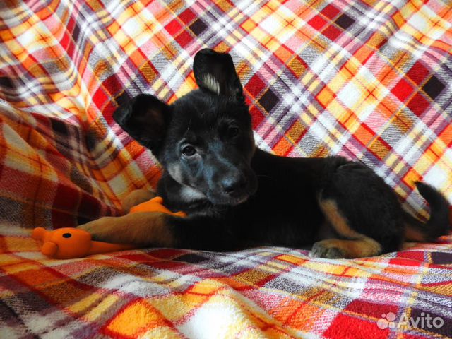 В добрые руки метис немецкой овчарки Гретта