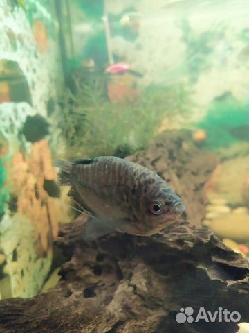 Рыба гурами