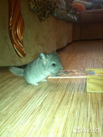 Шиншилла девочка