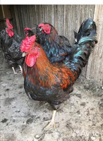 Петушки молодые Амероукана, Амрокс, Брамы