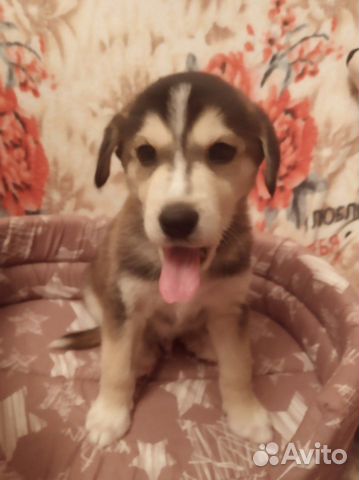 Щенки метисы хаски