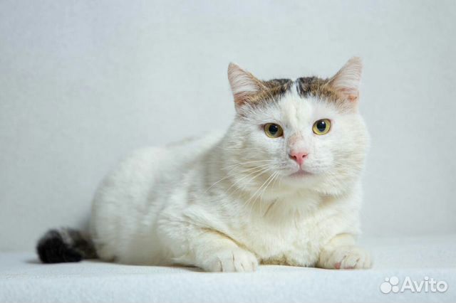 Сибирский кот в добрые руки