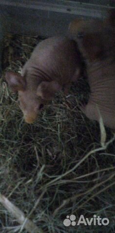 Скинни лысая морская свинка