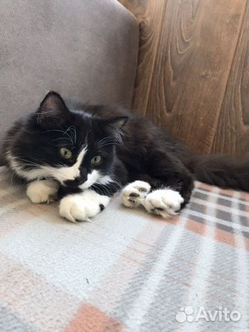 Котёнок 6 мес