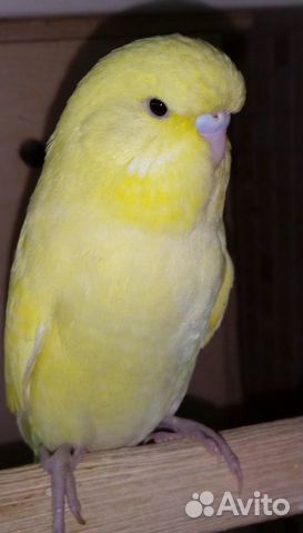 Жёлтый попугайчик, птенчик