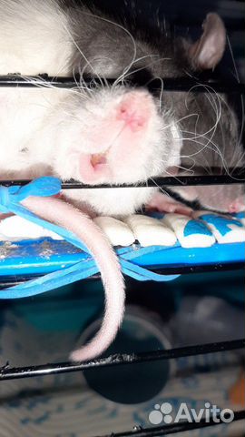 Крыса декоративная