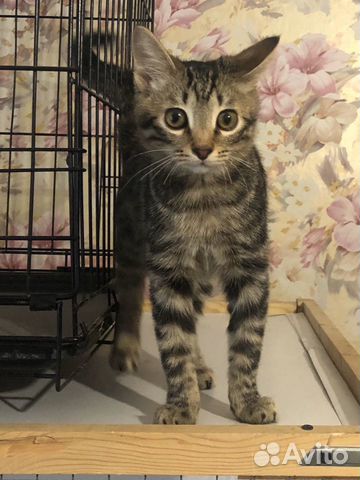 Котёнок 3.5 мес мальчик в дар