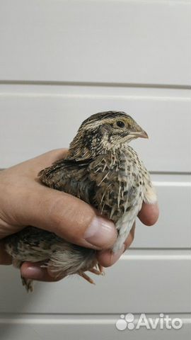 Перепелята