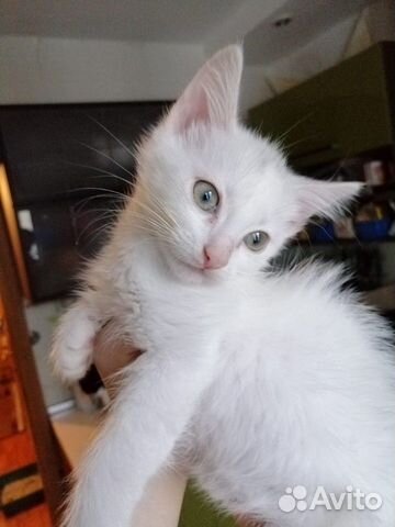 Белый пушистик