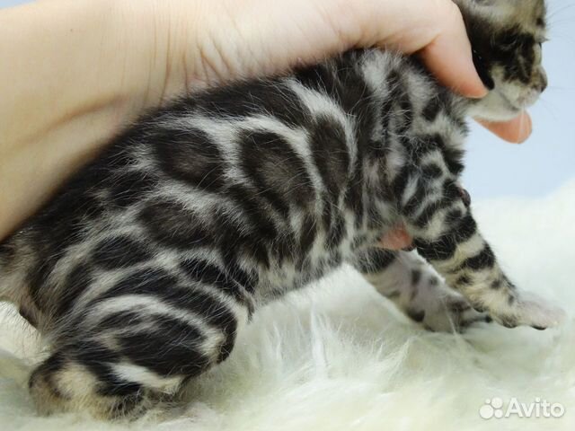 Бенгальские котята (золото, серебро, снег)