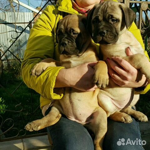 Девочки красавицы