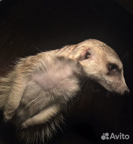 Вязка Суриката