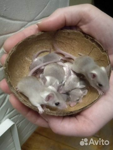 Акомис, Египетская мышь
