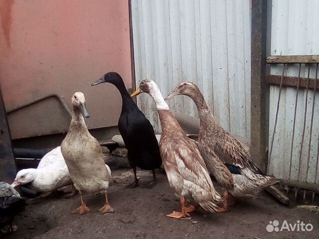 Индийских бегунов