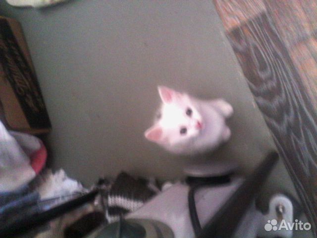 Отдаем в добрые руки