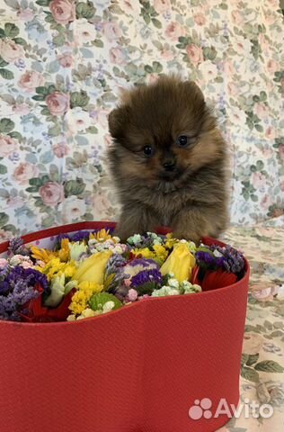 Немецкий Шпиц