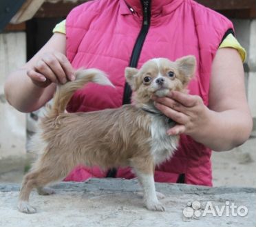 Чихуахуа изабелловый Афоня