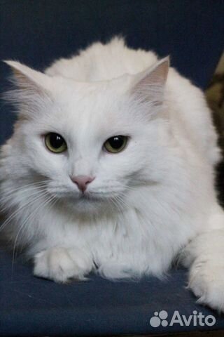 Кошка ищет дом