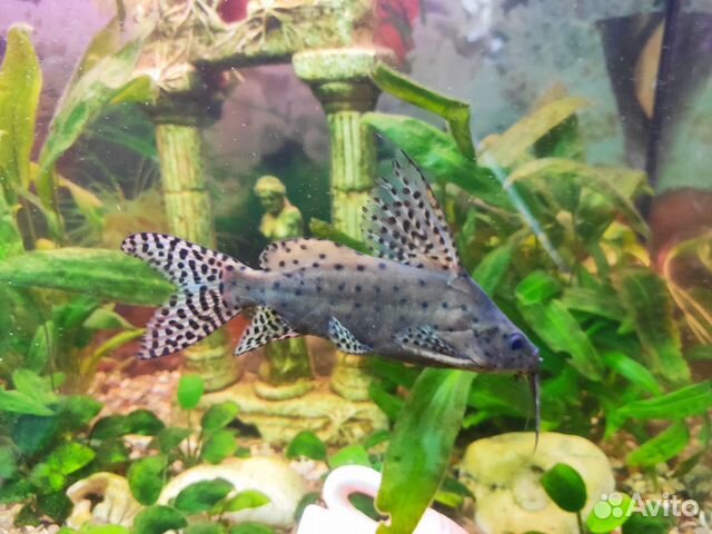 Рыба-сомик Синодонтис Вуалевый