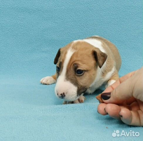 Два эксклюзивных помета. Миниатюрный бультерьер