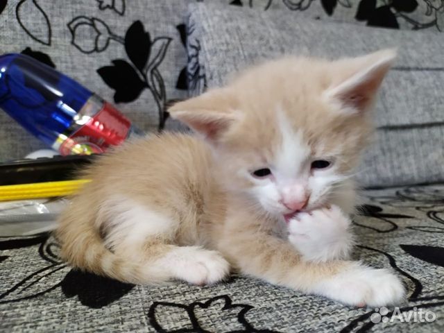 3 котёнка
